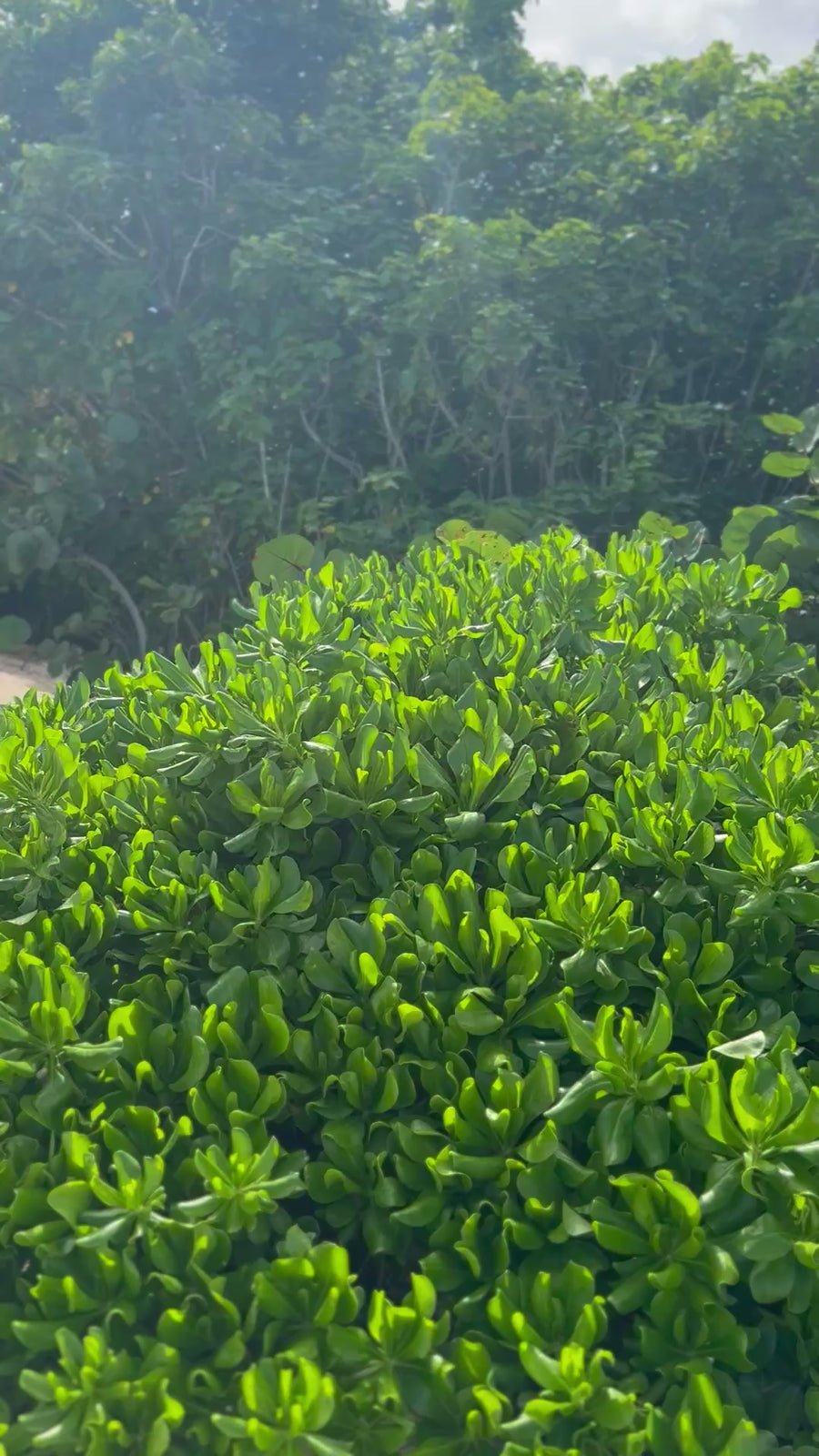 Ava Bikini- Swim in Luxury with Our Latest Arrival